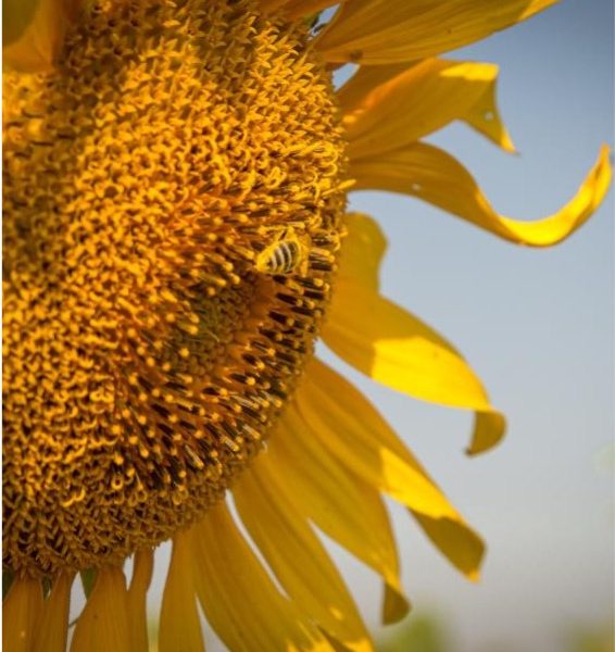 Hysun 310 SU csávázott rendelése - Primag